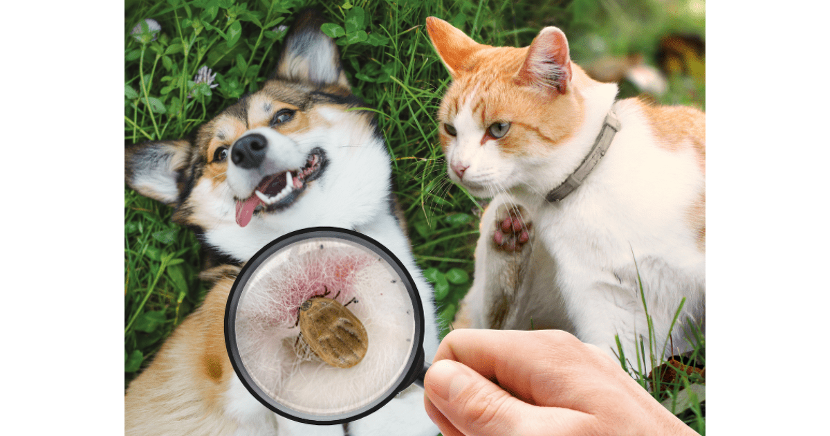 Pozor na parazity! | Super zoo