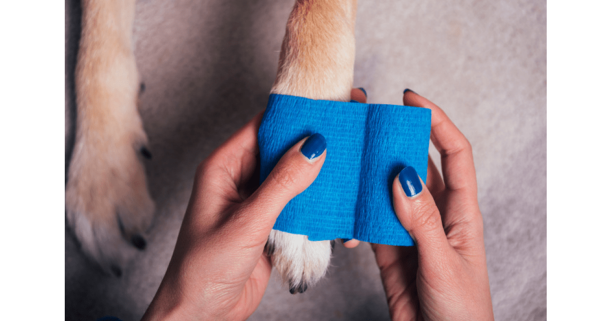 První pomoc při poranění tlapky psa | Super zoo