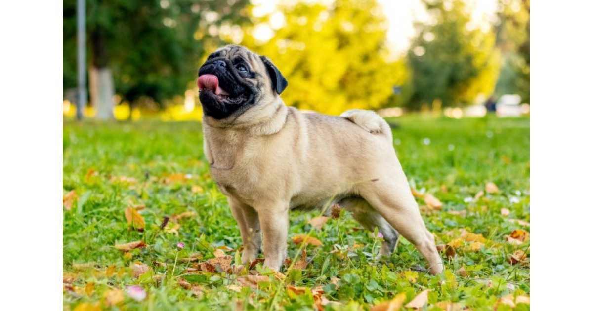 Mops | Super zoo