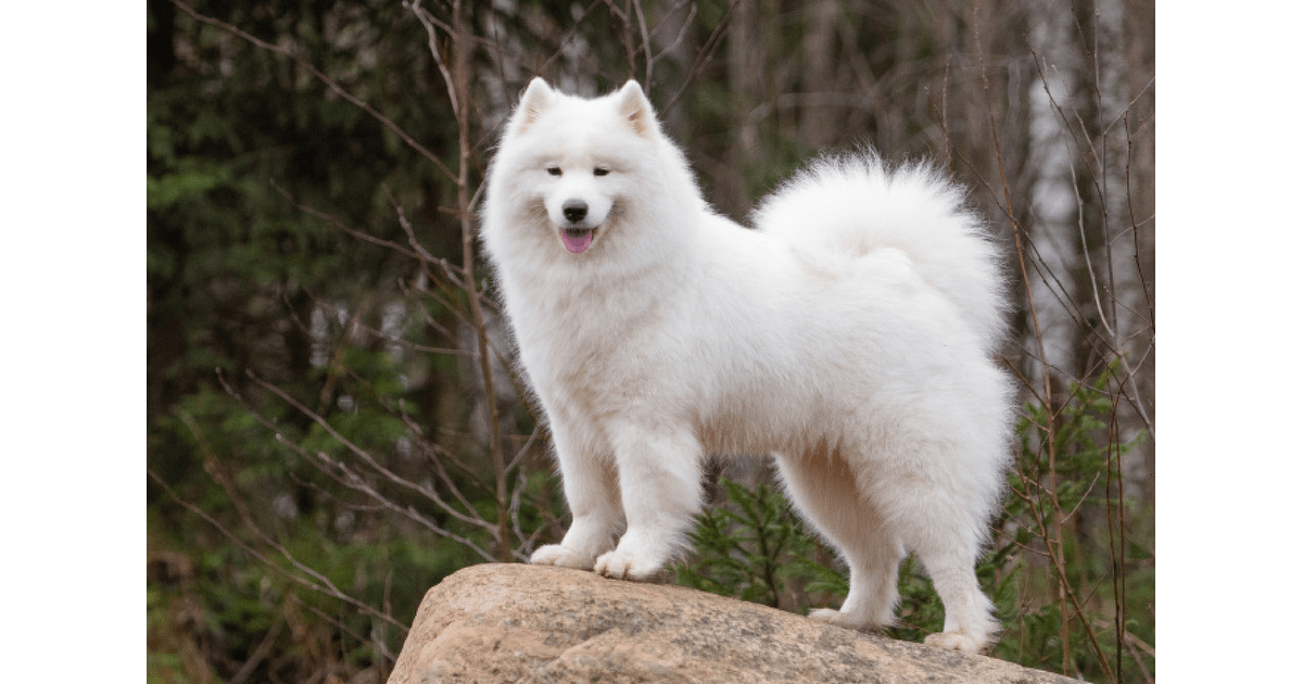 Samojed | Super zoo
