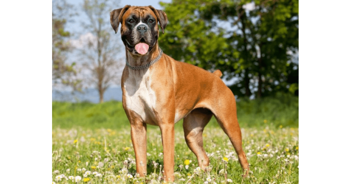 Nemecký boxer | Super zoo