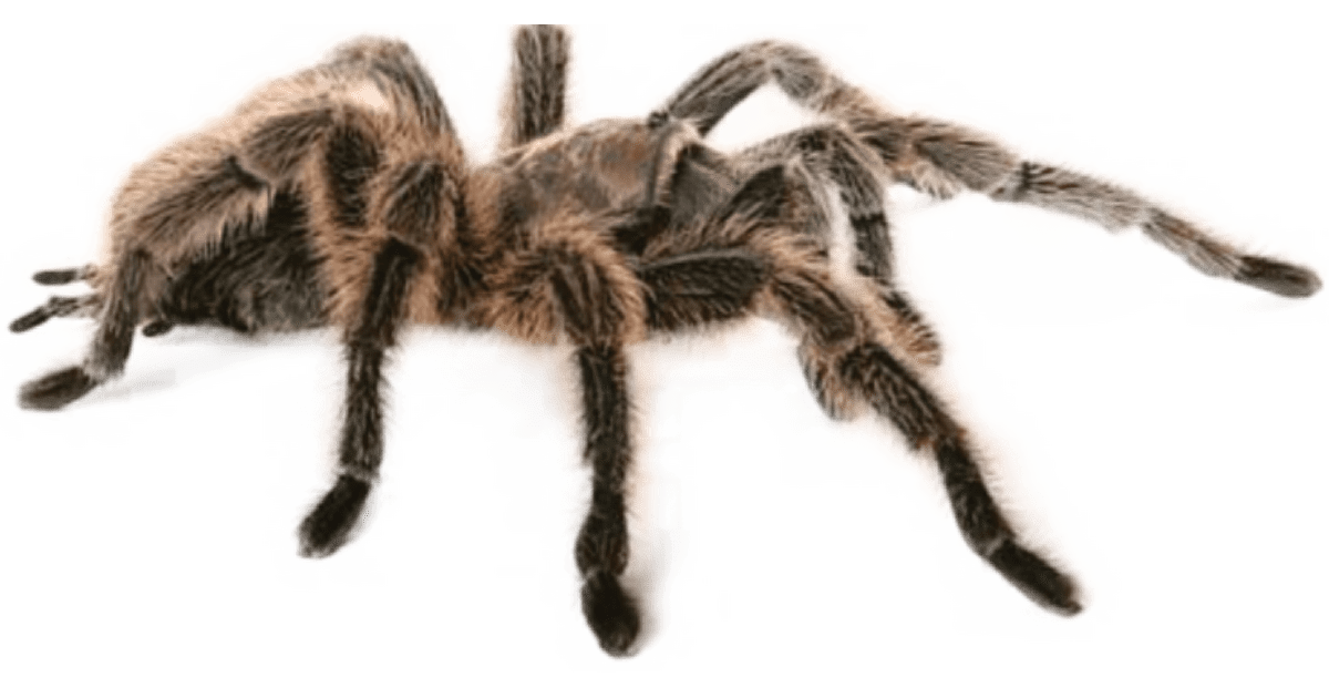 Živé zviera Vtáčkar - Grammostola | Super zoo