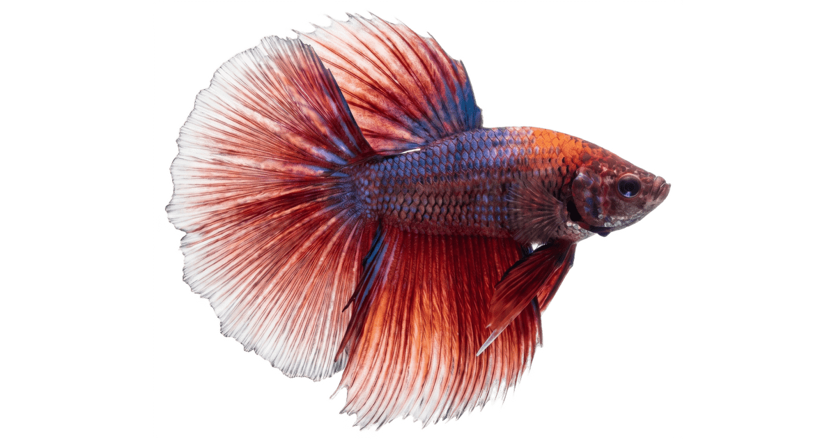 Živé zviera Bojovnica pestrá samec - Betta splendens male | Super zoo