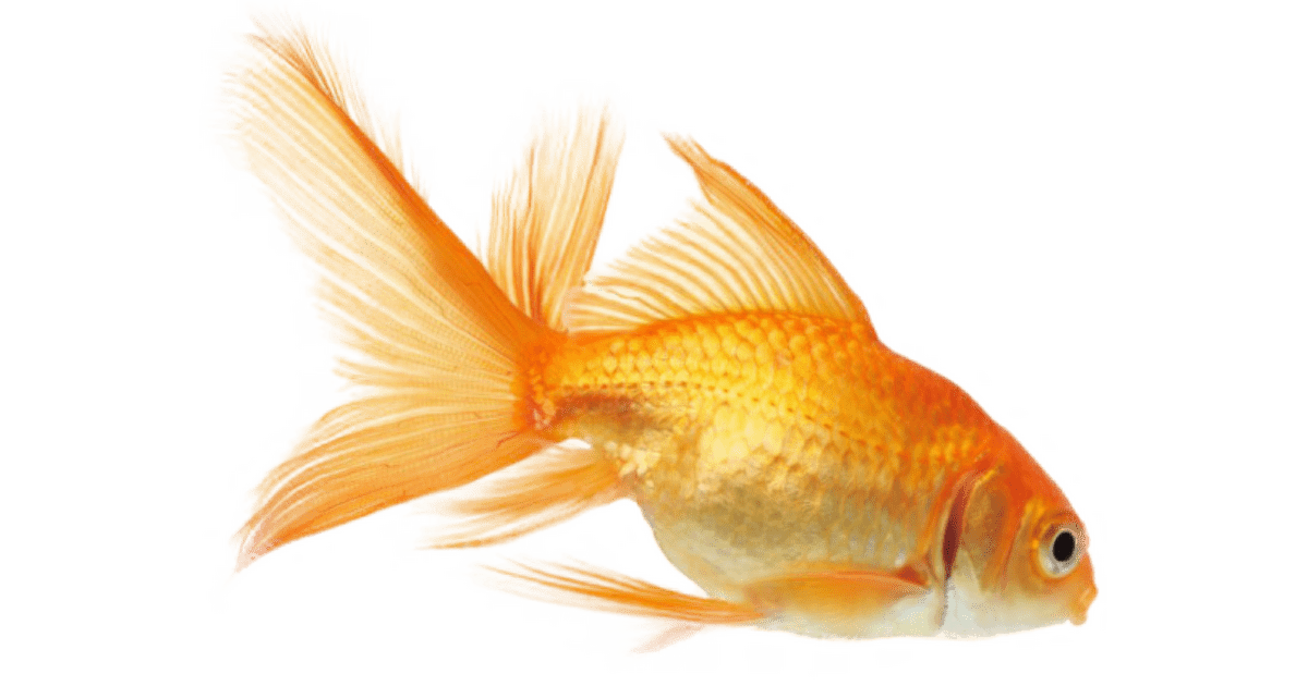 Živé zvíře Závojnatka čínská - Carassius auratus long fin mixed | Super zoo