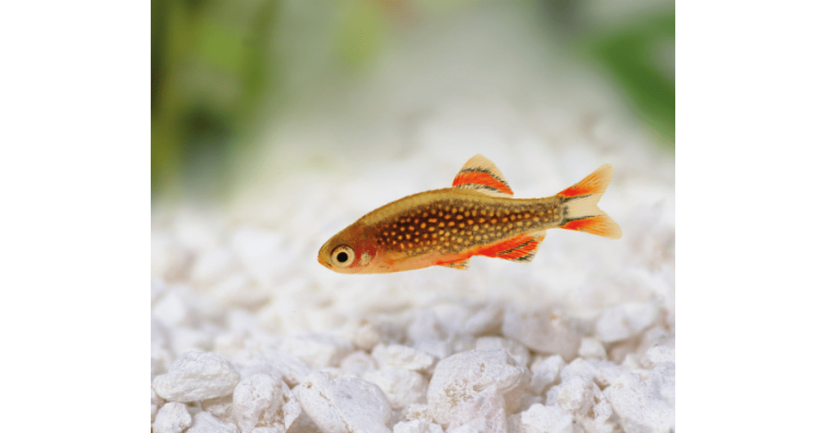 Živé zvíře Razbora galaxy – Rasbora galaxy | Super zoo