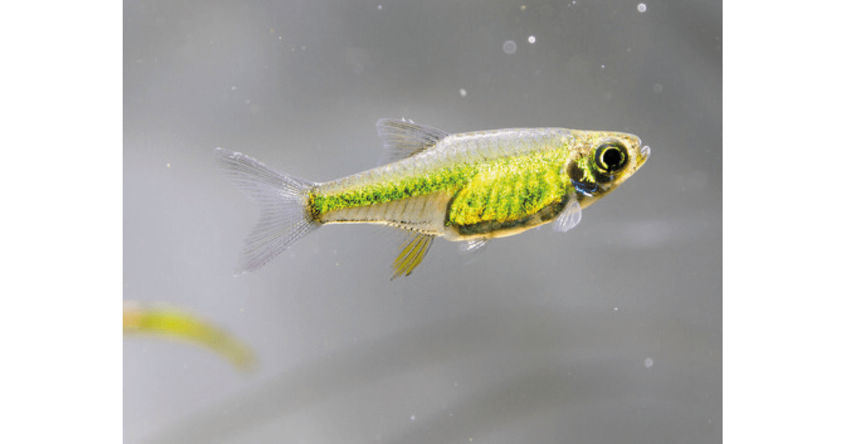 Živé zvíře Razbora ranongská – Rasbora kubotai | Super zoo