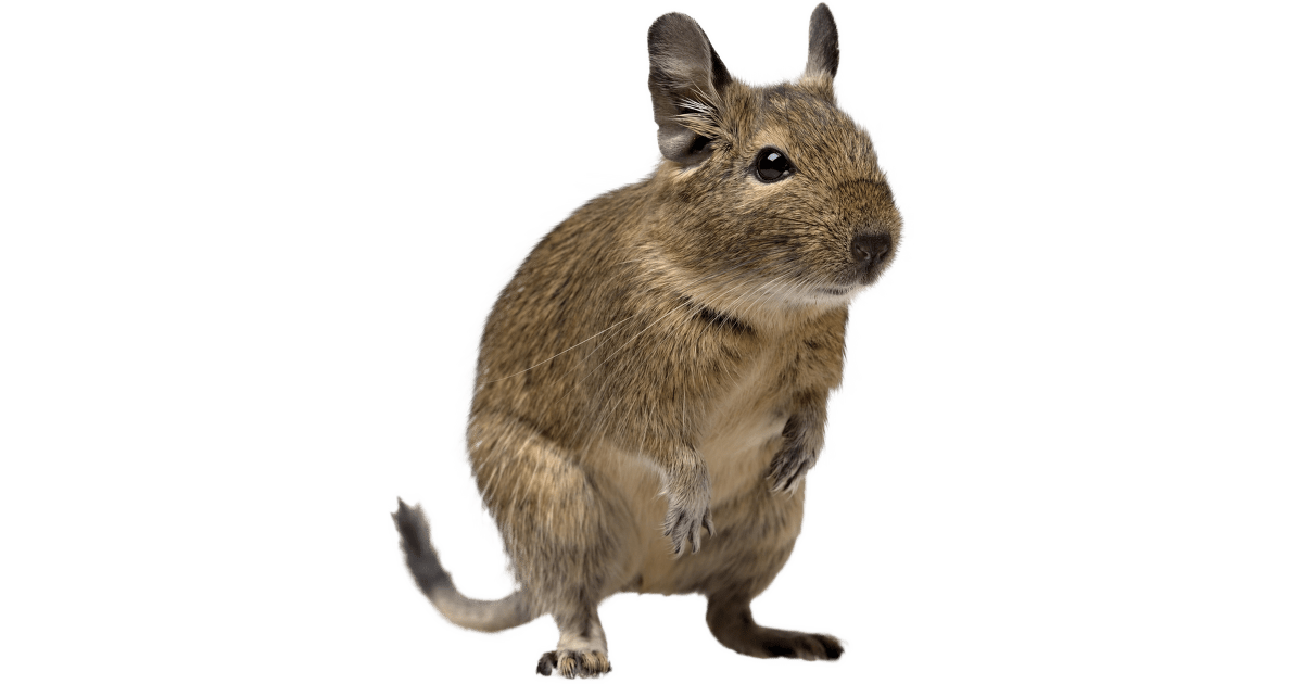 Živé zviera Osmák degu - Octodon degus | Super zoo