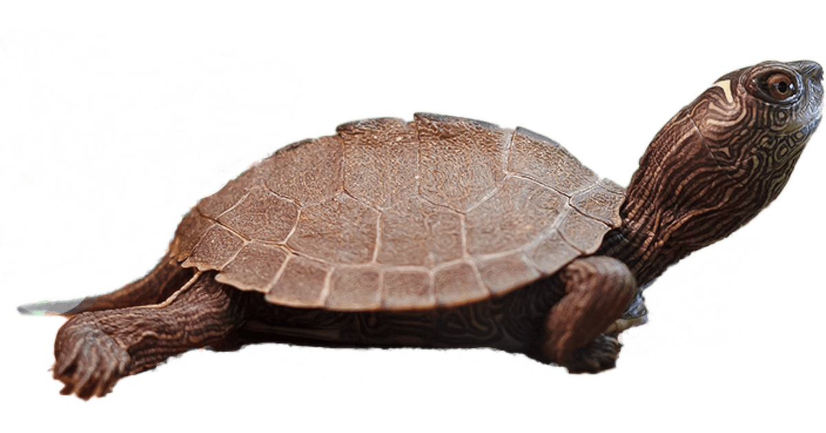 Živé zvíře Želva mapová - Graptemys pseudogeographica kohnii | Super zoo