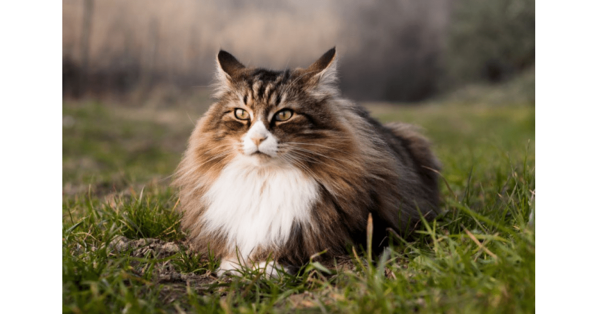 Plemená mačiek | Super zoo