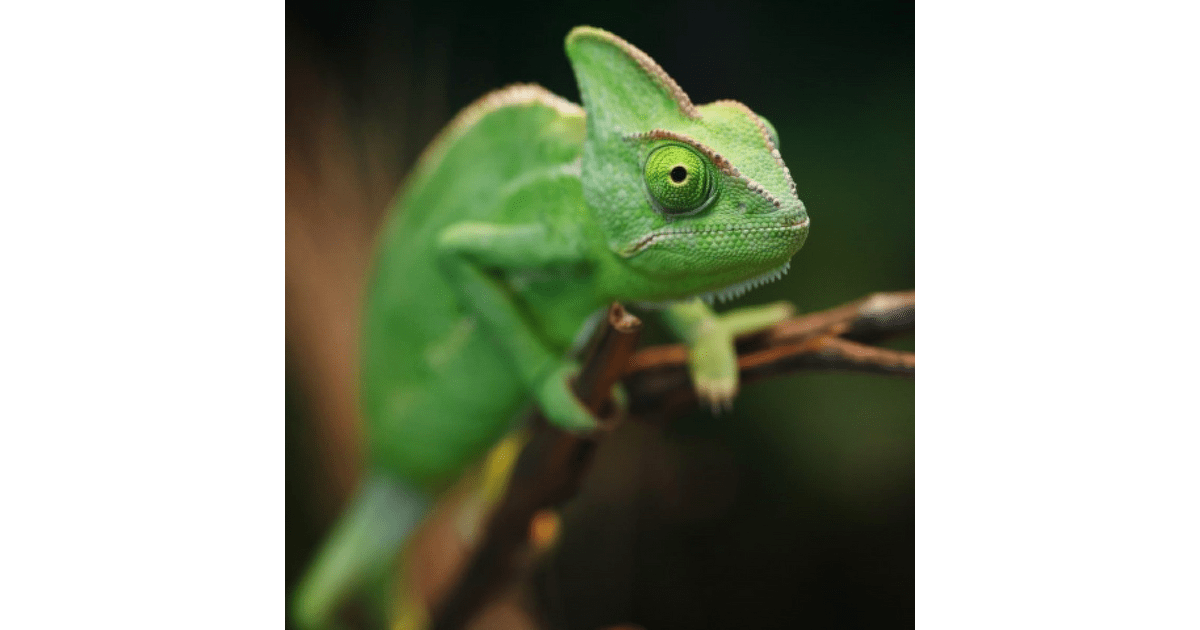 Chameleón | Super zoo
