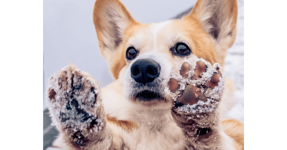 Starostlivosť o psie labky v zime | Super zoo