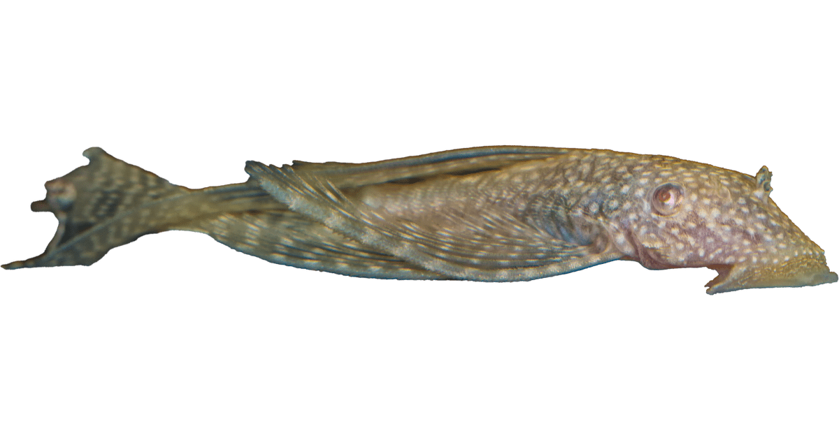 Živé zviera Prísavník obyčajný - Ancistrus sp. Long Fin | Super zoo