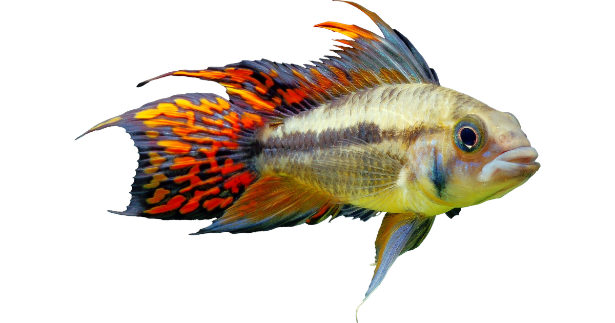 Živé zvíře Cichlidka kakadu - Apistogramma cacatuoides var. Double red ...