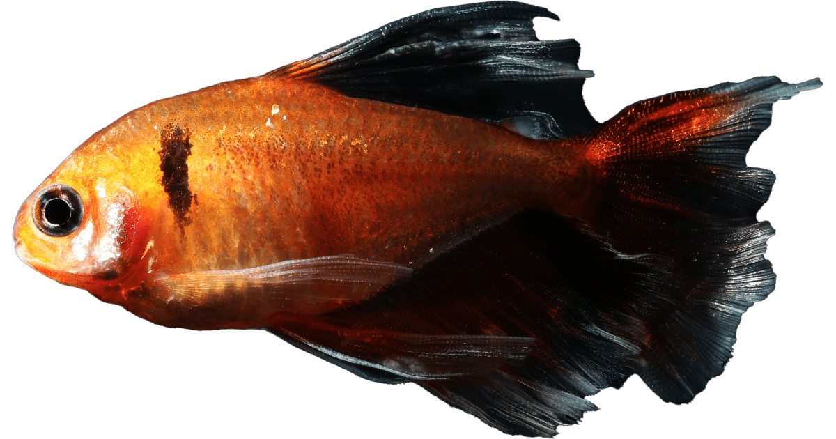 Živé zvíře Tetra krvavá závojová - Hyphessobrycon eques/callistus var. Long fin | Super zoo