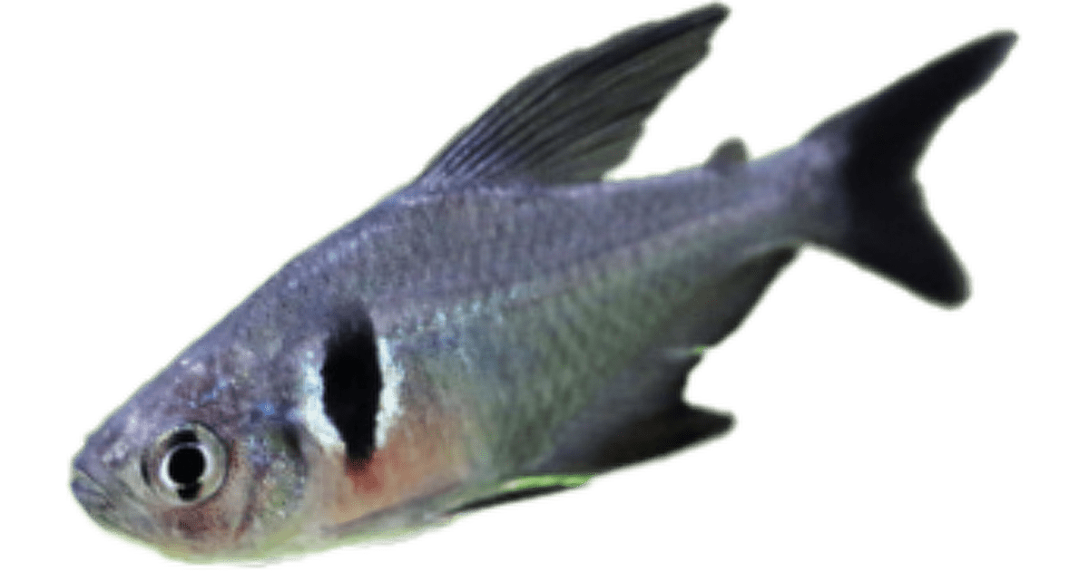 Živé zviera Fantóm čierny - Megalamphodus megalopterus | Super zoo