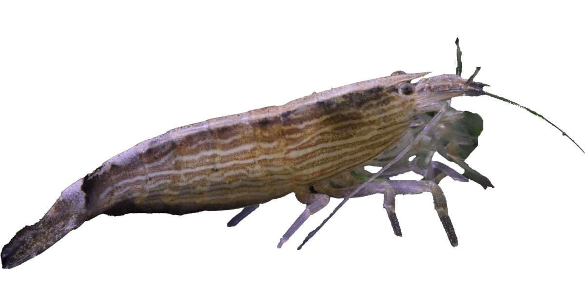 Živé zviera Krevetka gabonska - Atyopsis gabonensis | Super zoo
