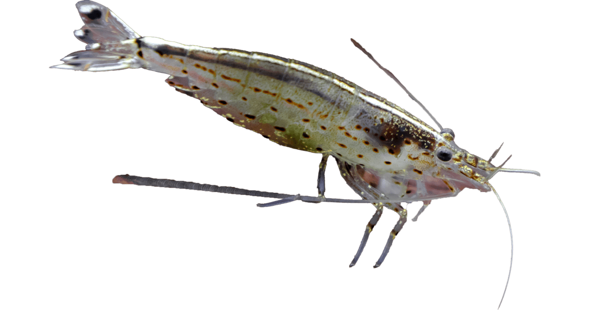 Živé zviera Krevetka japonská - Caridina japonica | Super zoo