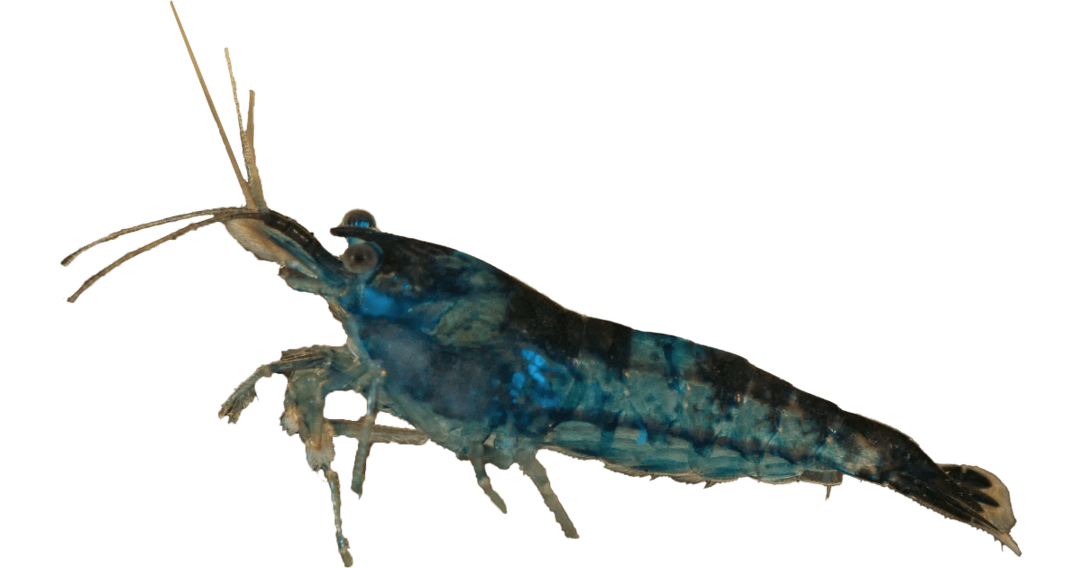 Živé zviera Krevetka zelená/modrá - Neocaridina heteropoda var. Green ...