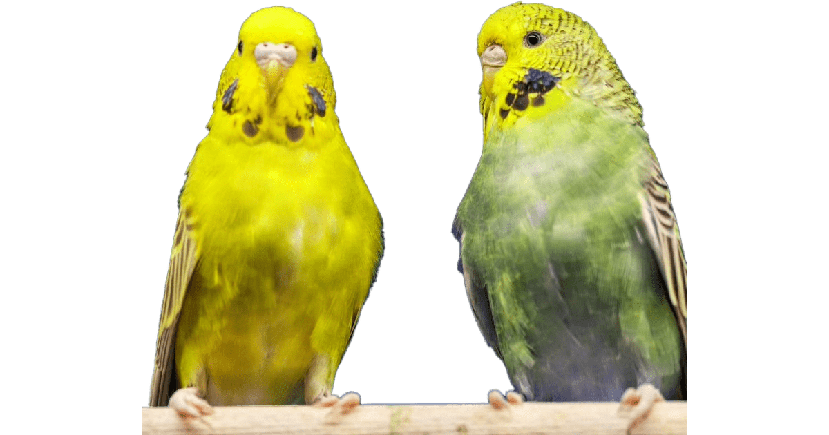 Živé zviera Andulka - Melopsittacus undulatus | Super zoo