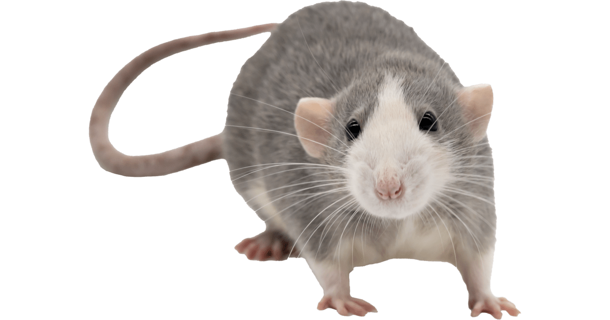 Živé zviera Potkan Dumbo - Rattus norvegicus | Super zoo