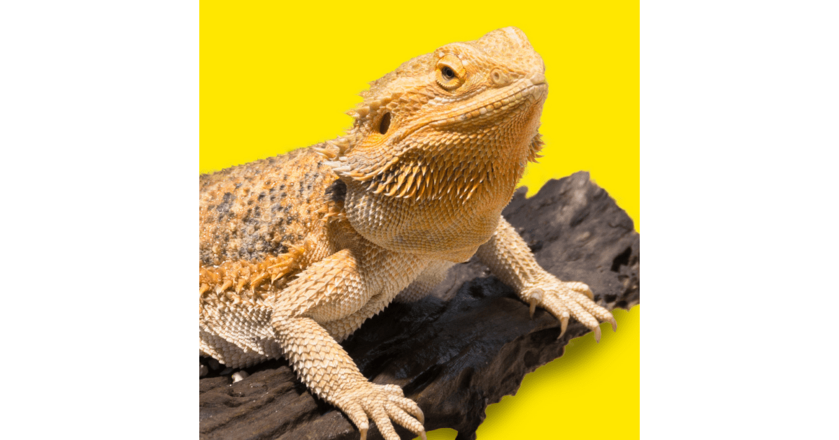 Agama bradatá 2. časť | Podcast Super zoo | Super zoo