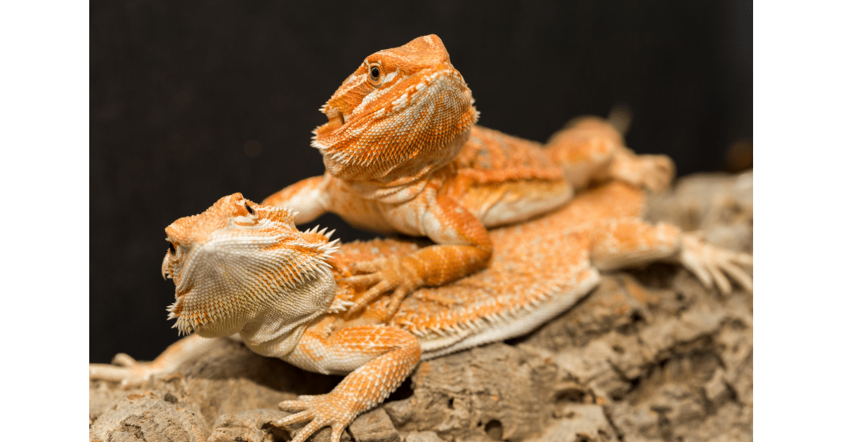 Ako na chov agamy bradatej | Super zoo