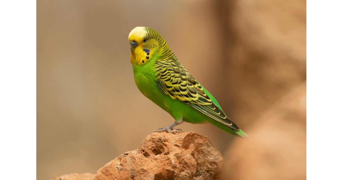 Andulka – Melopsittacus undulatus | Super zoo