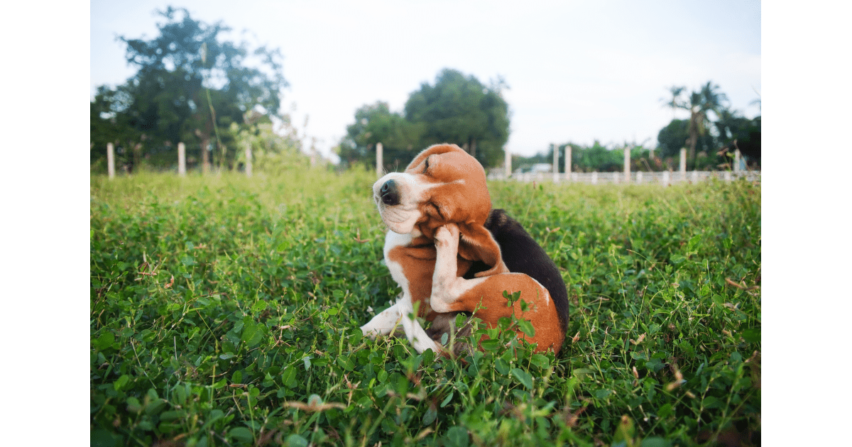 Parazity | Super zoo